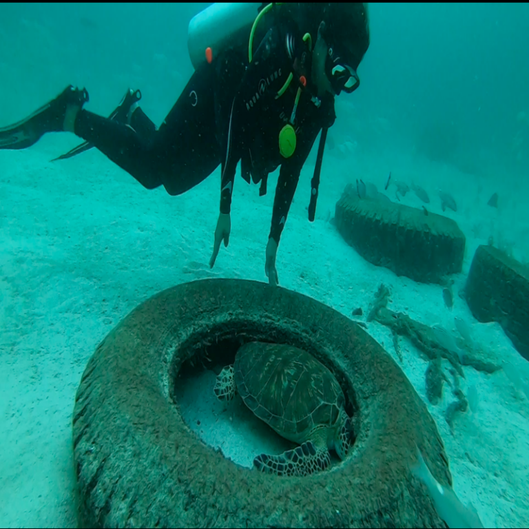 Artificial Reef - Neptune Diving Center