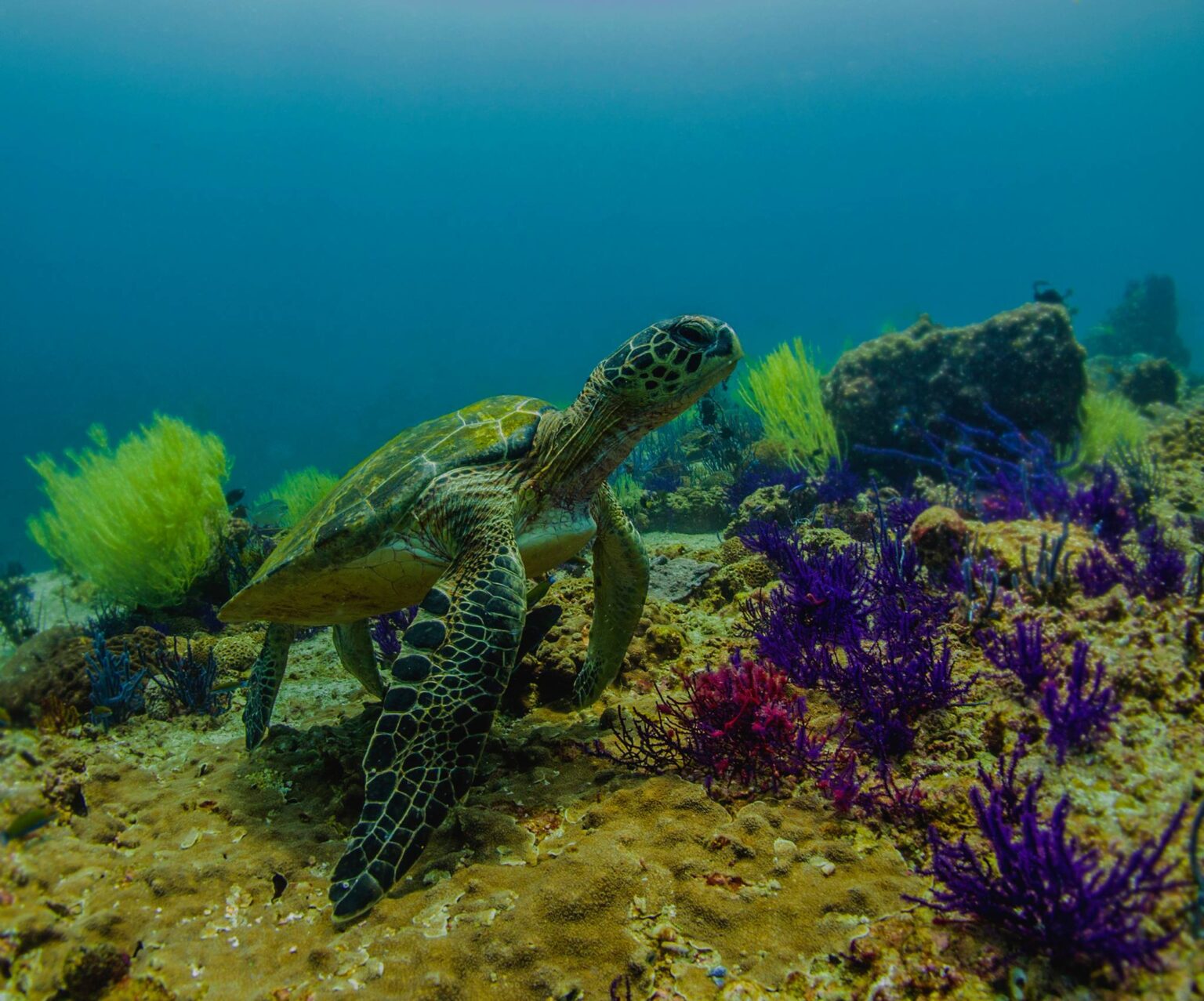 turtle - Neptune Diving Center