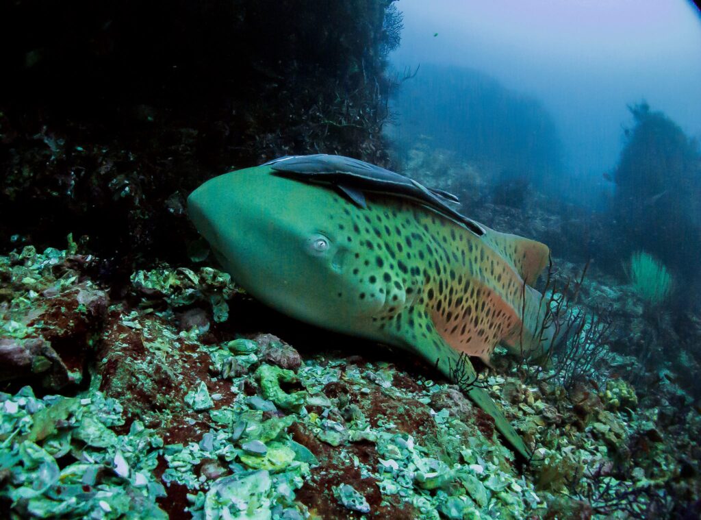 zebra shark - Neptune Diving Center